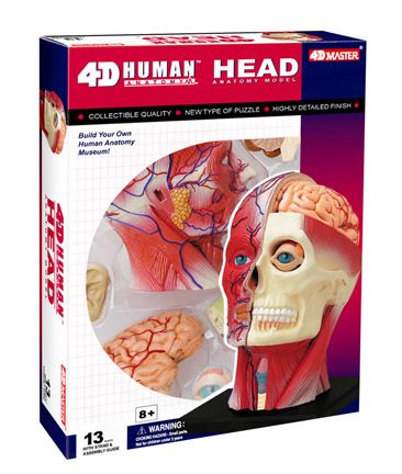 4D Human Anatomy Head Model – Trend Times Toy Stores